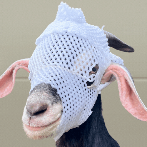 Wrapped Goat